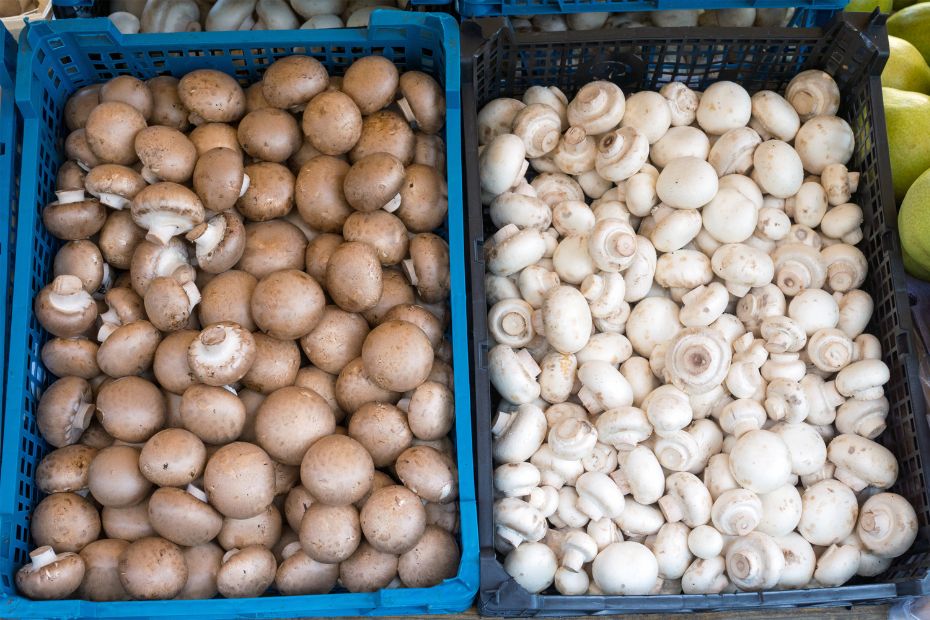 Erstaunlich Unterschied Braune Und Weiße Champignons Fotos