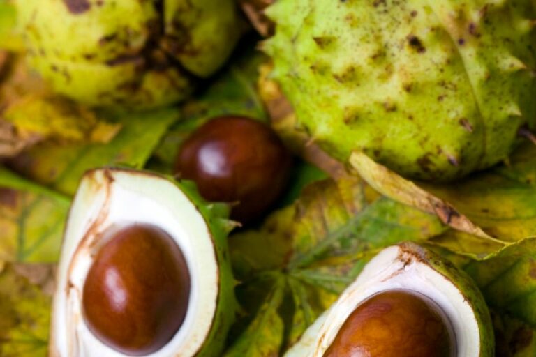 Was ist der Unterschied zwischen Maroni/Maronen und Kastanien ...